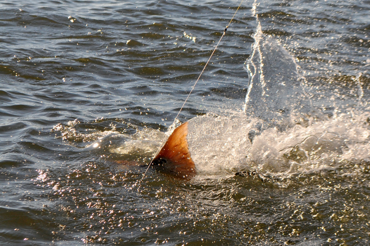 Trip Report: Hilton Head’s Bull Redfish
