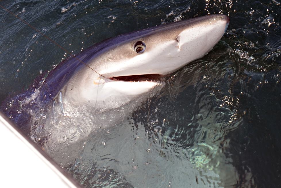 Summer Shark Tournaments - Part 1