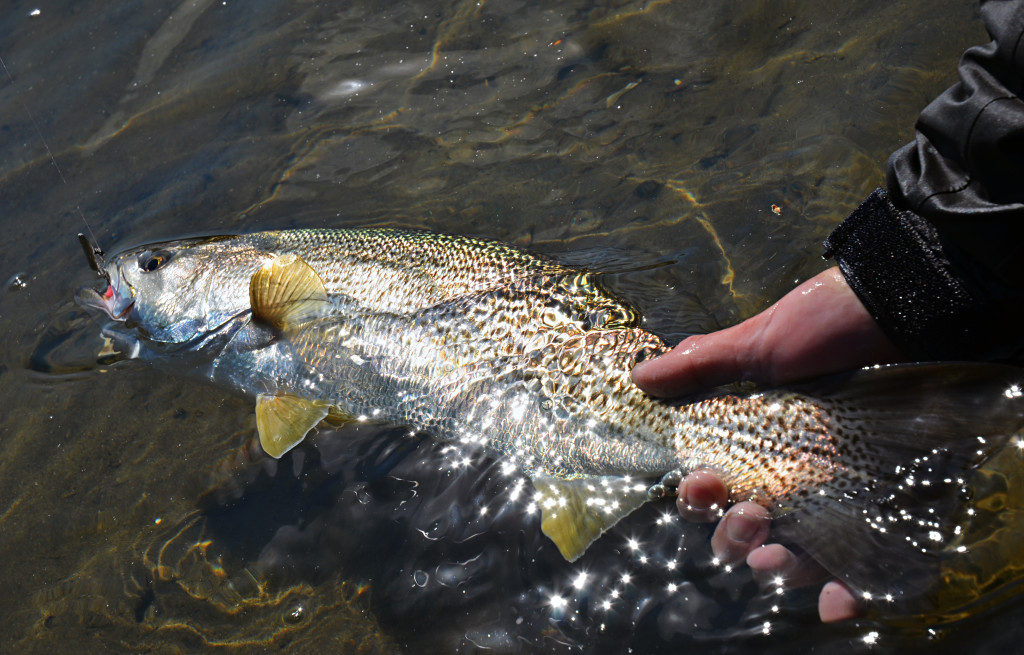 Weakfish Fishing in New England