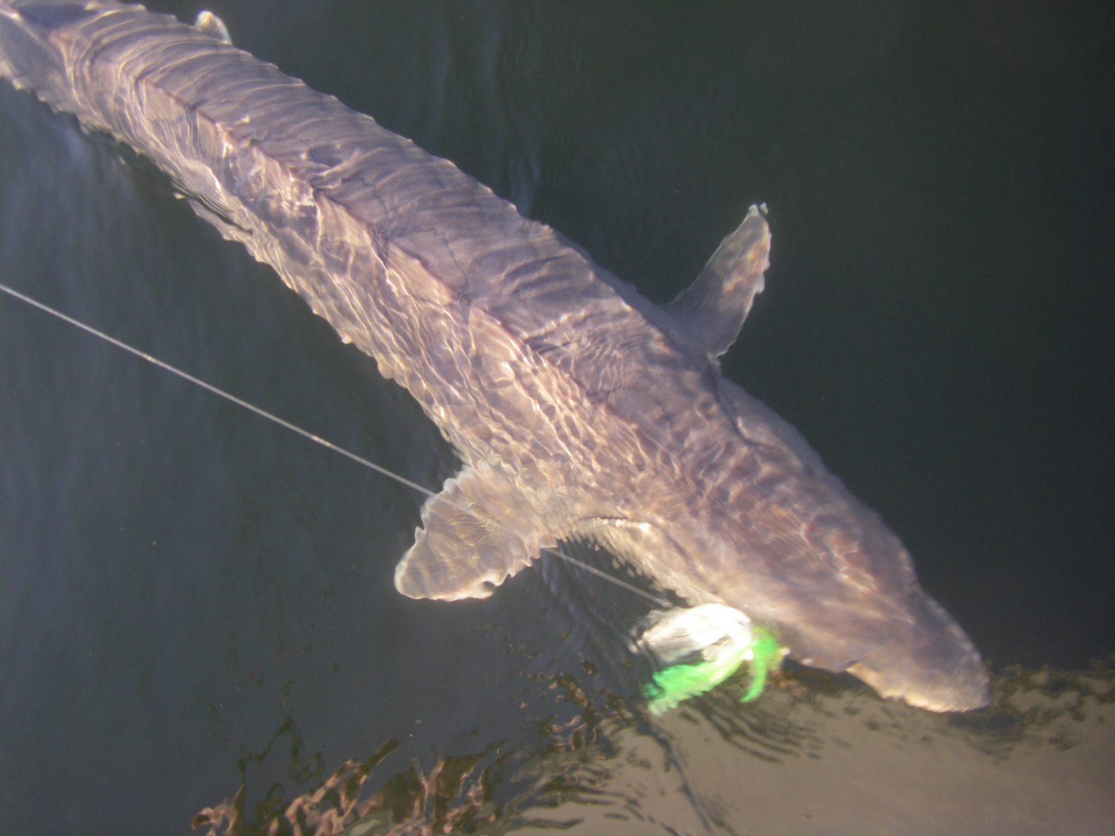 Catching a Merrimack River Sturgeon