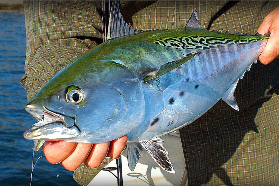 How to Catch Bonito and Albies From Shore