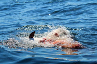 Mako vs Dolphin Off Block Island
