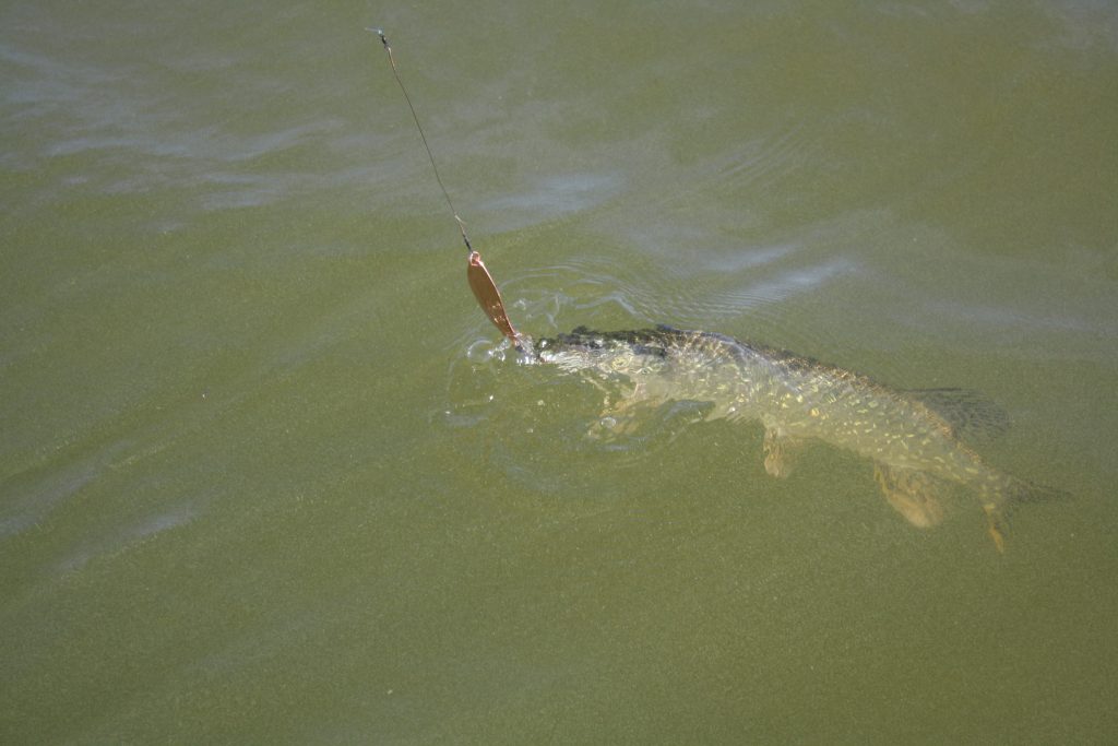 Connecticut River Pike - On The Water