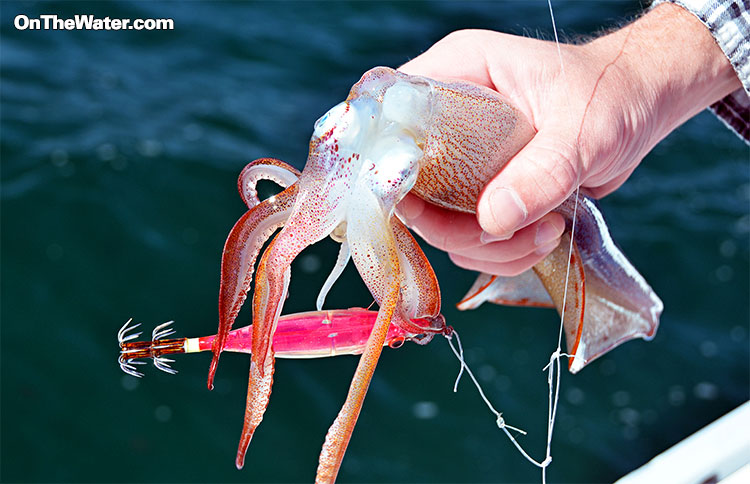 Jiggin' Squid - On The Water