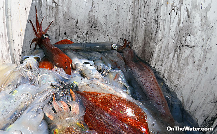 Jiggin' Squid - On The Water