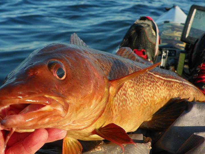 Rhode Island Fishing Report - December 13, 2018 - On The Water