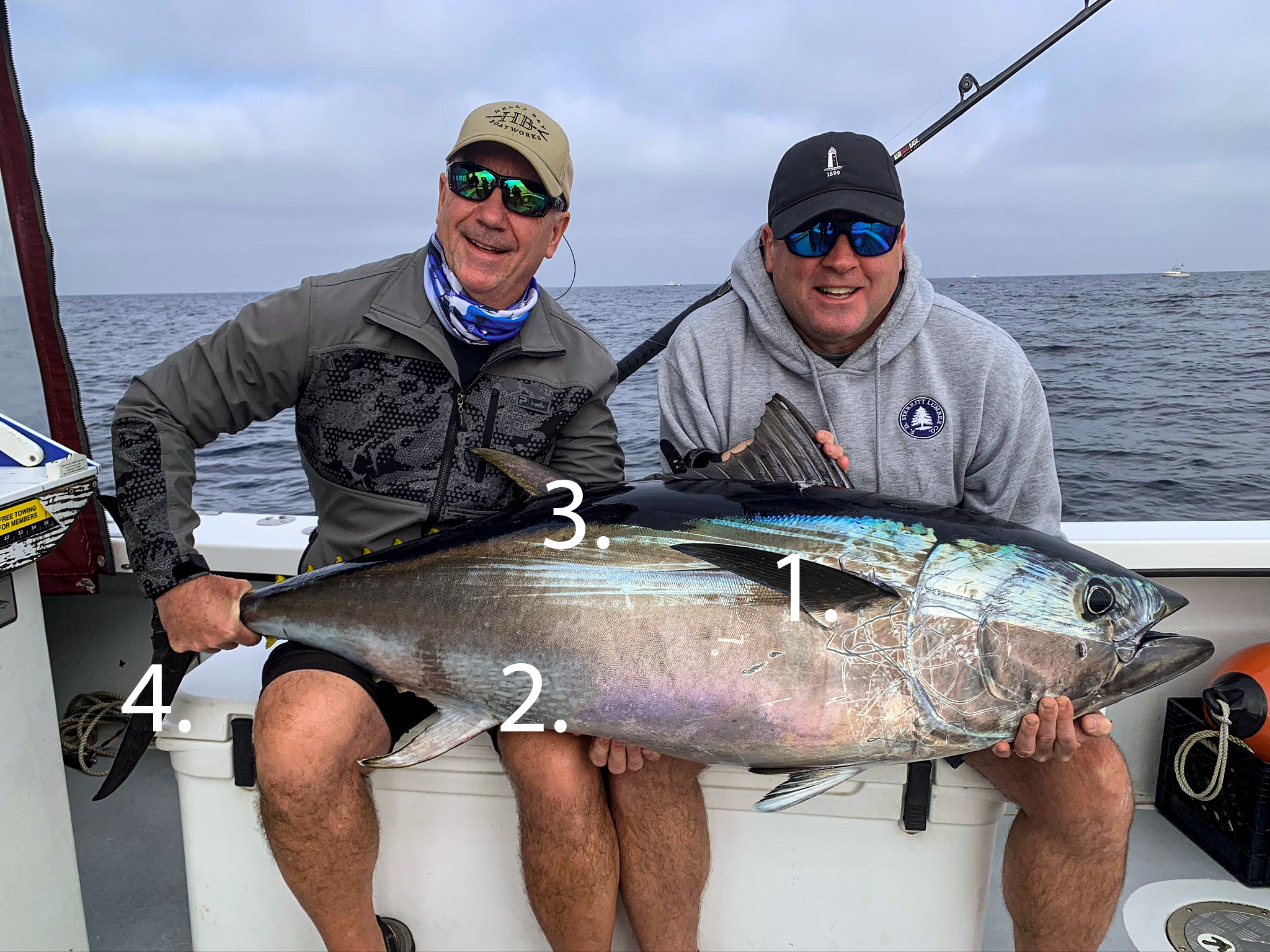 Identifying Bluefin vs Yellowfin Tuna - On The Water