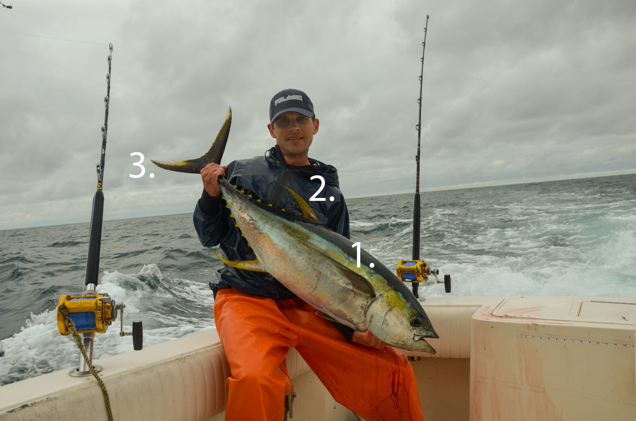 Identifying Bluefin vs Yellowfin Tuna - On The Water