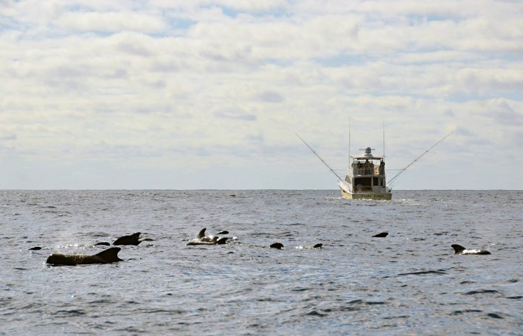 Video: Yellowfin and Bigeye at Hudson and Fishtails Canyon - On The Water