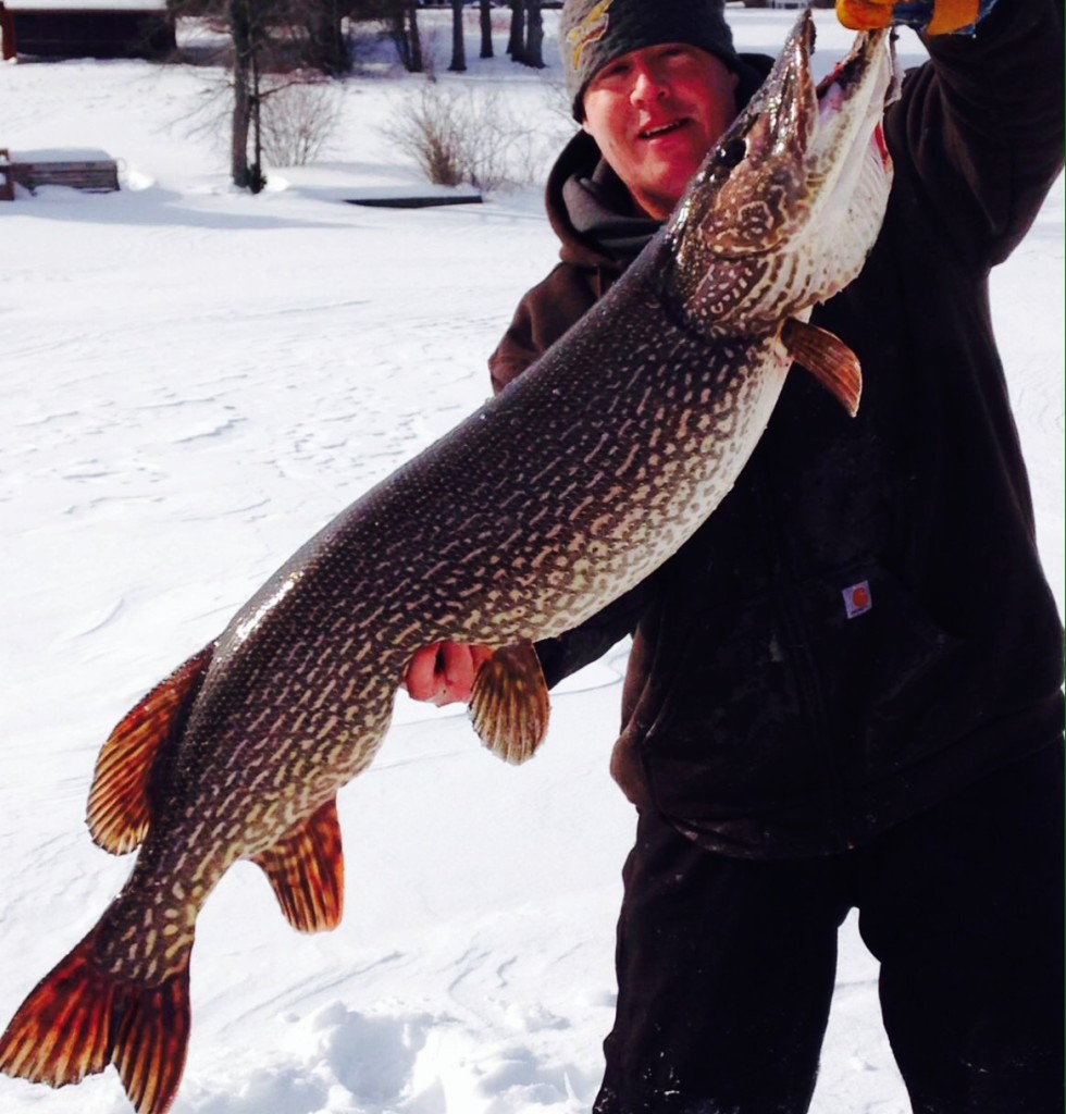 Angler Lands 31-Pound Northern Pike in Massachusetts - On The Water