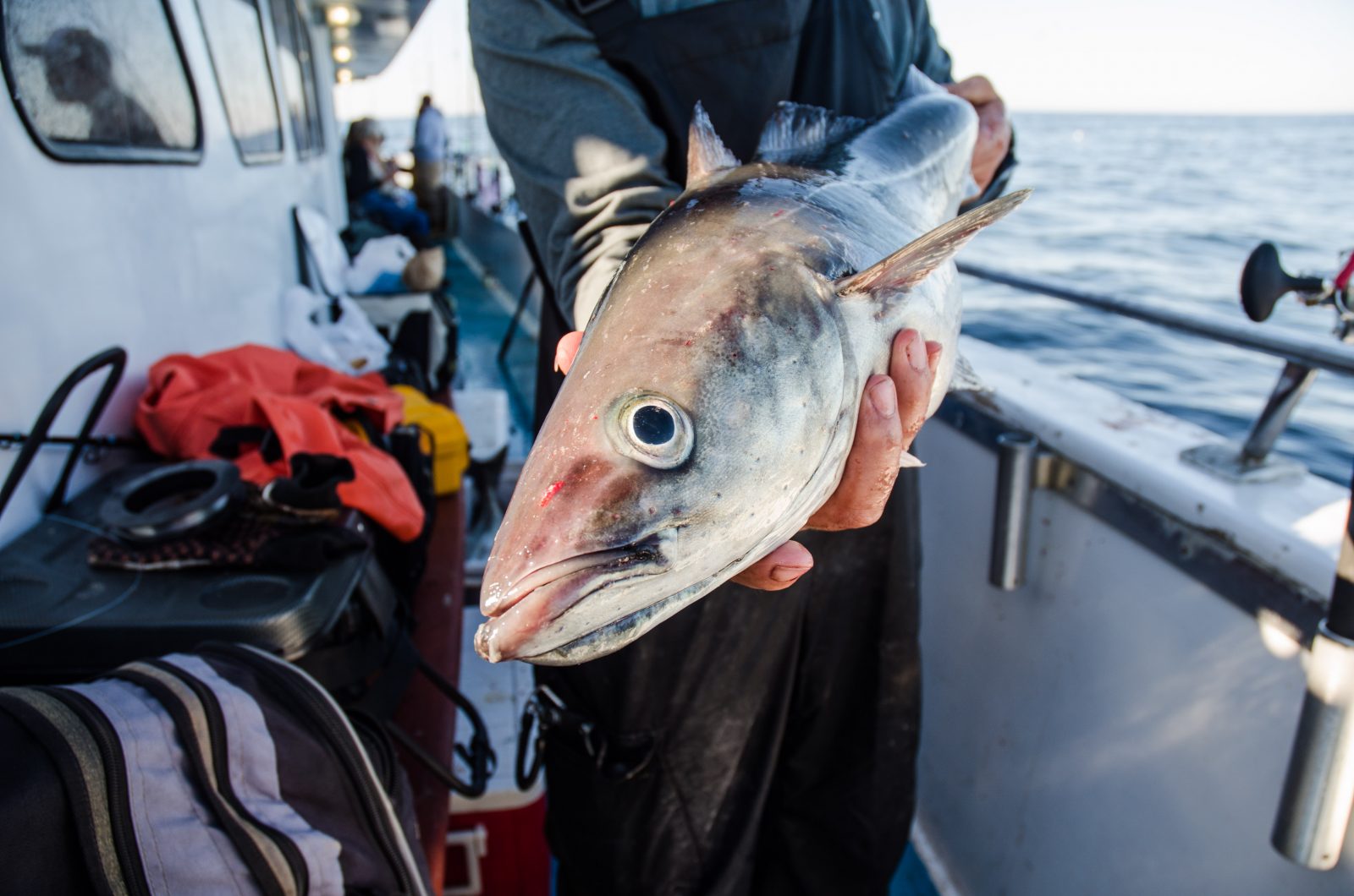 Bridging the Offseason Gap (NH Pollock Fishing Report) - On The Water