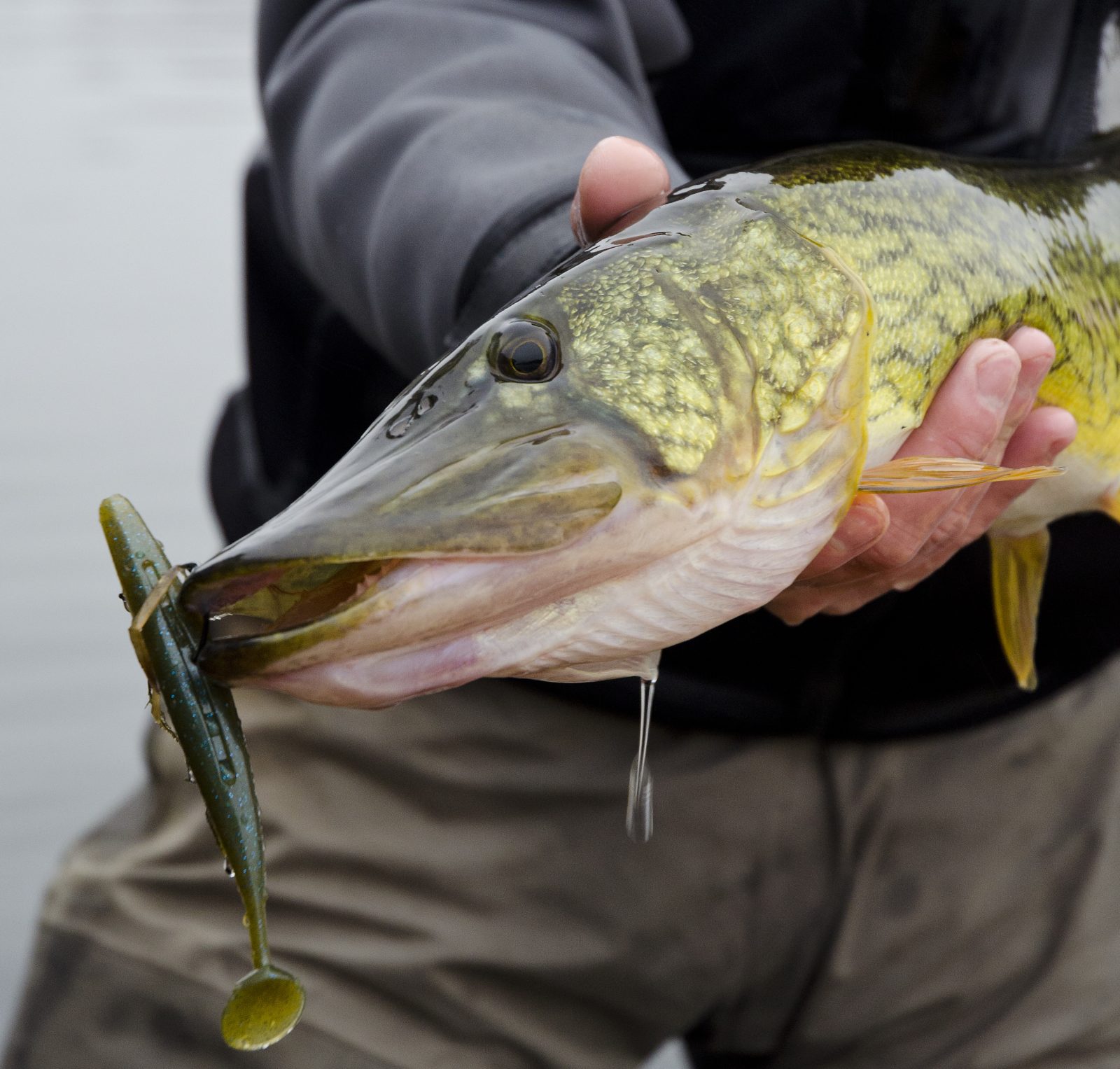Winter Pickerel - On The Water