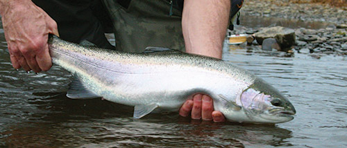 December Steelhead Trout - On The Water