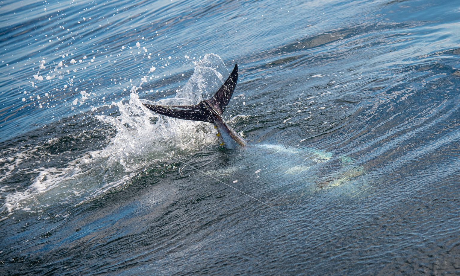 Look for Bunker, Bass and Bluefin Tuna South of Boston in 2026