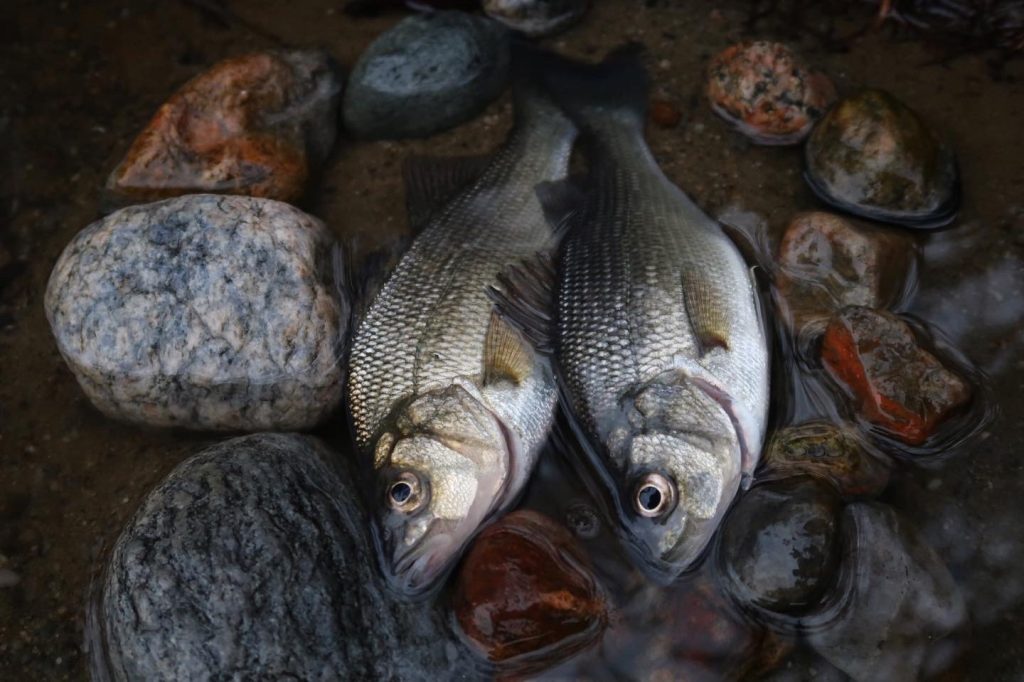 Winter White Perch Fishing - On The Water