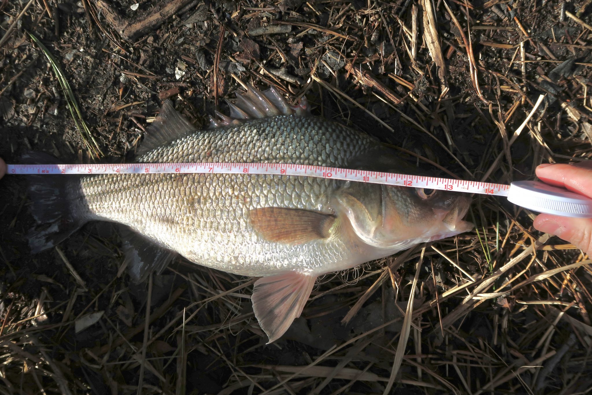 Winter White Perch Fishing - On The Water