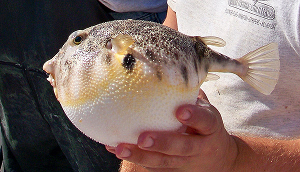 Garden State Variety - On The Water