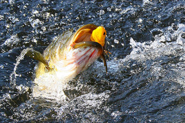 Froggin’ The Slop - On The Water