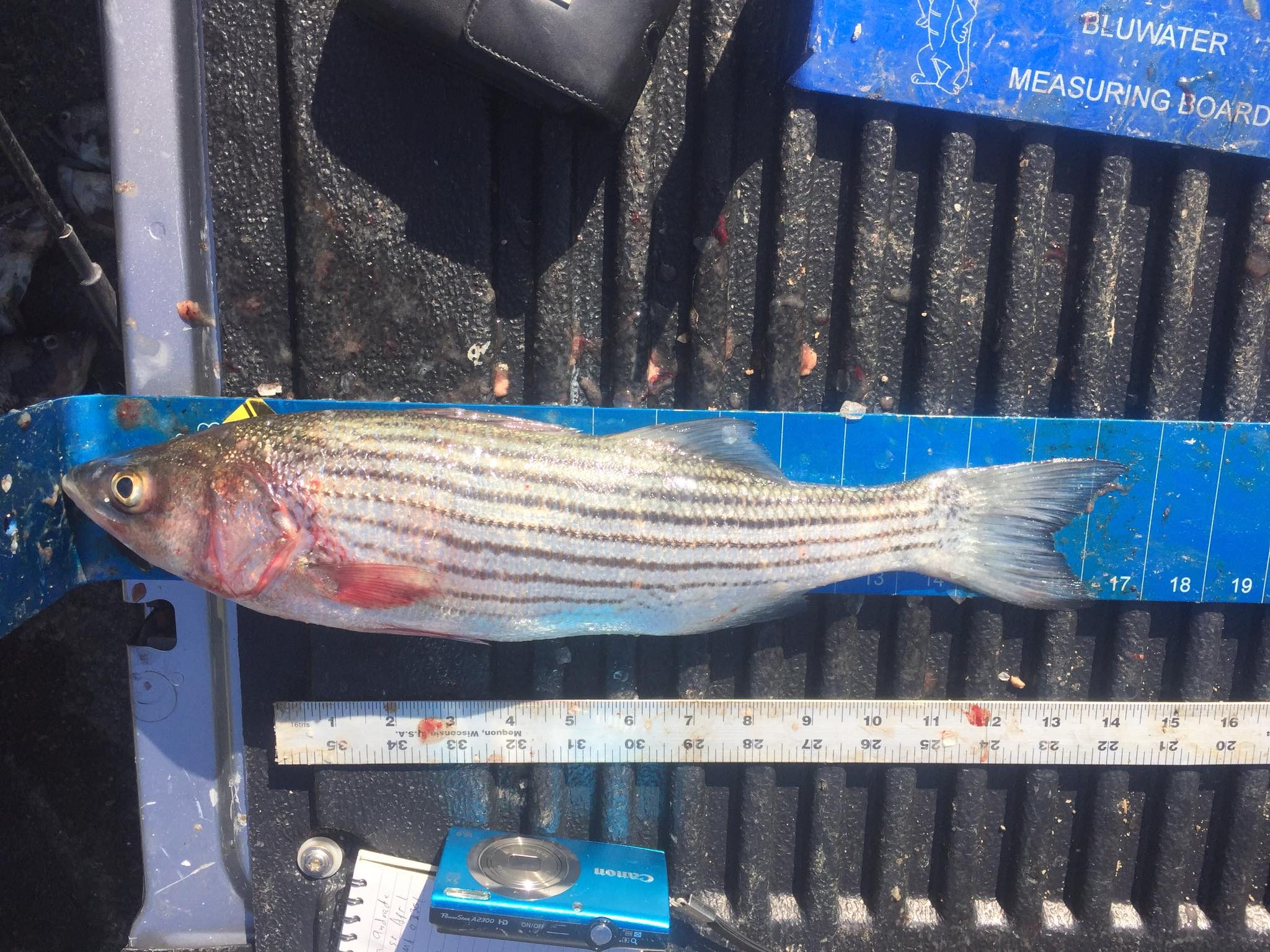 Fish Poachers Busted in Wareham, Massachusetts - On The Water
