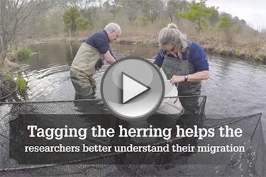 Video: Tracking The Herring Migration - On The Water
