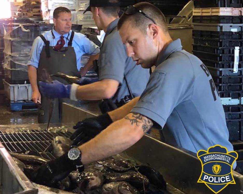 Massachusetts Environmental Police Seize 560 Pounds of Black Sea Bass ...