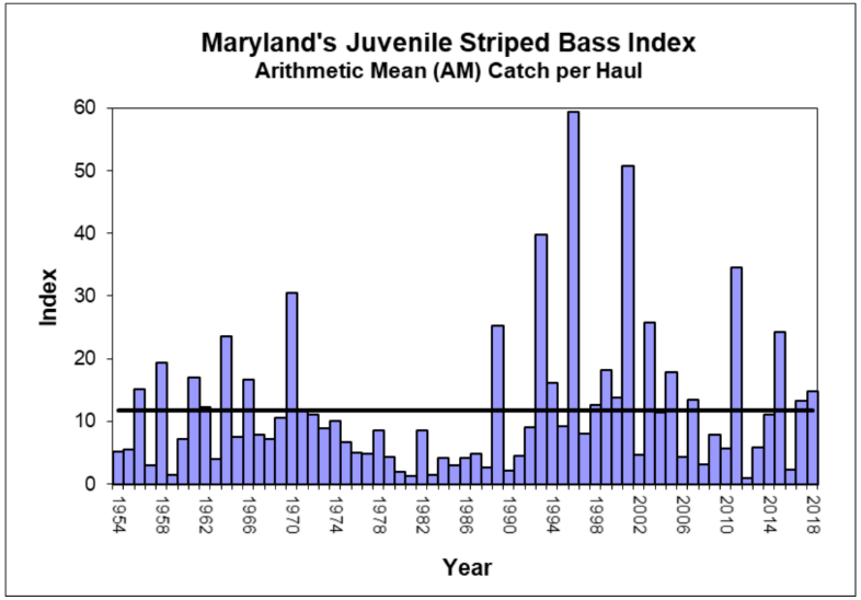 Above Average Striped Bass Spawn indicated by Maryland Survey - On The ...
