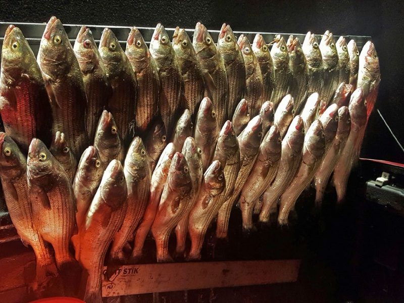 Striper Poachers Busted with 46 Undersized Striped Bass - On The Water