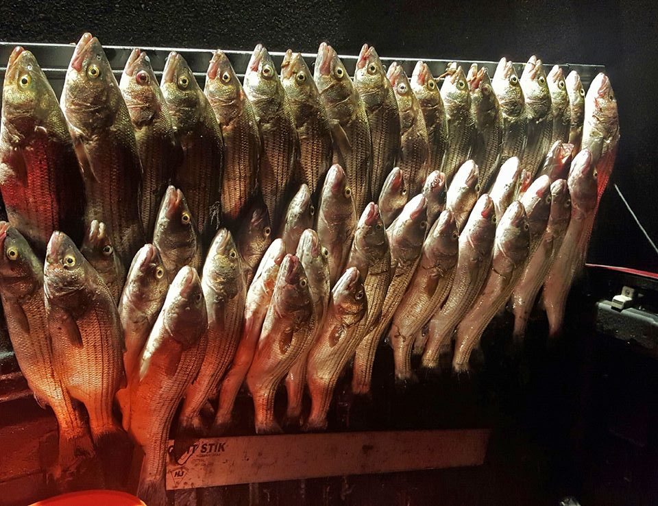 Striper Poachers Busted with 46 Undersized Striped Bass - On The Water