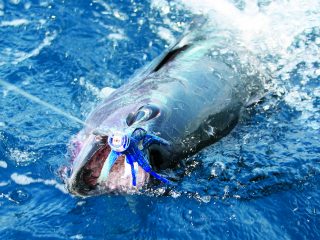 Using Hawaiian Trolling Techniques for Northeast Tuna - On The Water
