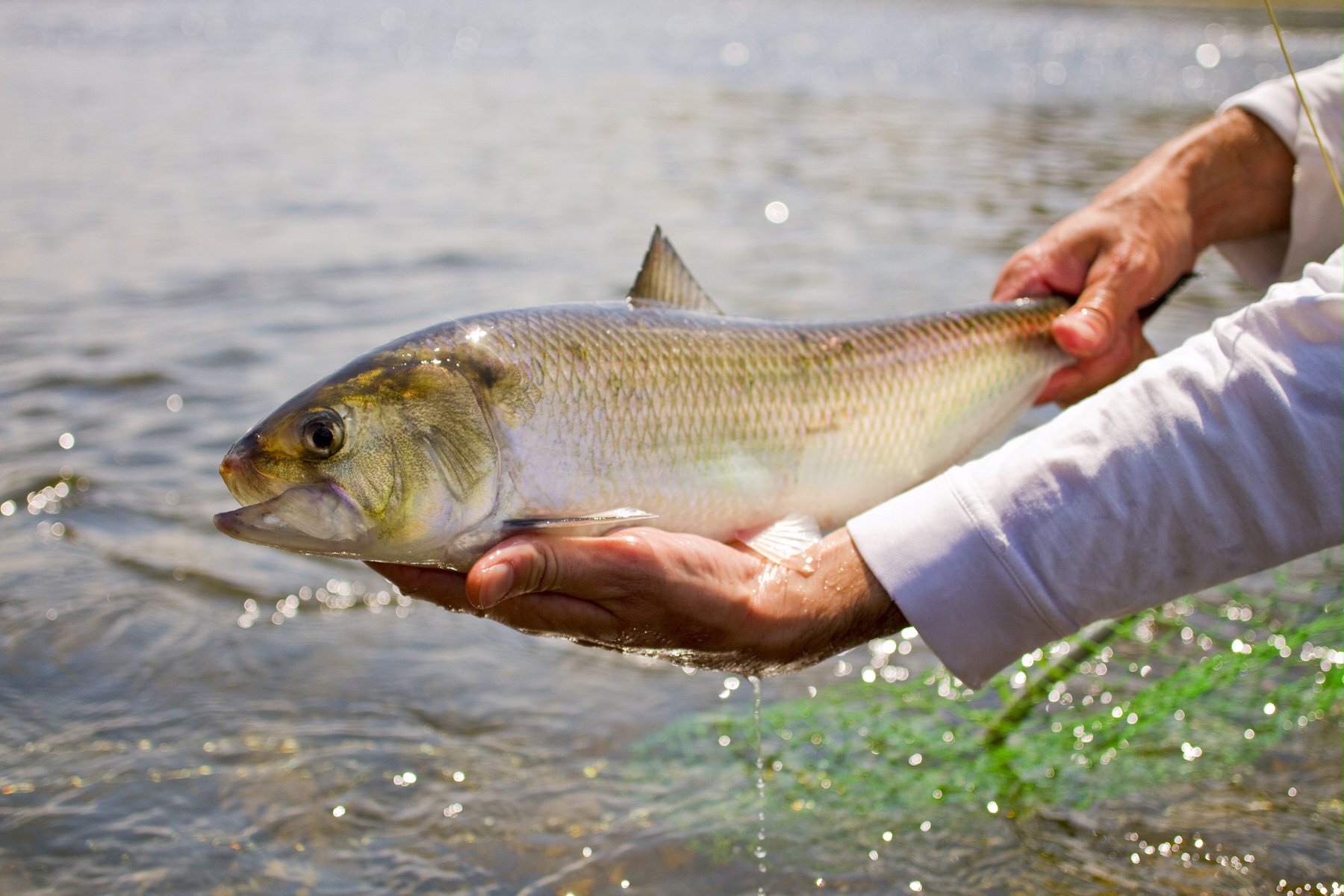 The Miniature Tarpon of the Delaware River - On The Water