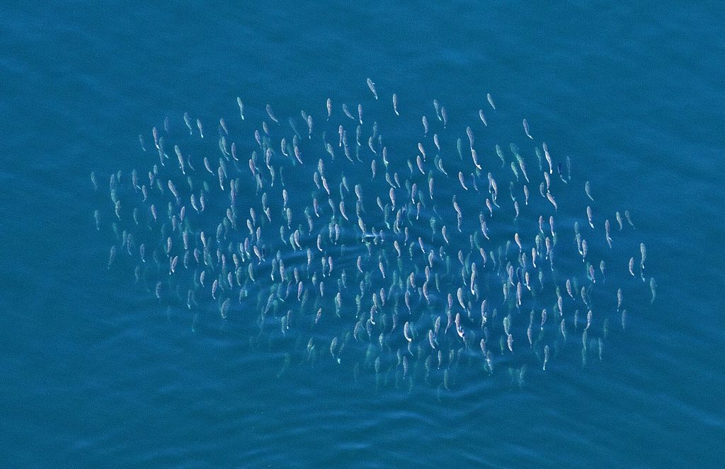 The Striper Migration Playbook - On The Water