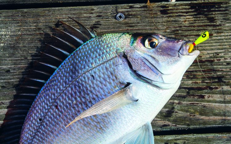 Shad Darts: The Ultimate Jig - On The Water