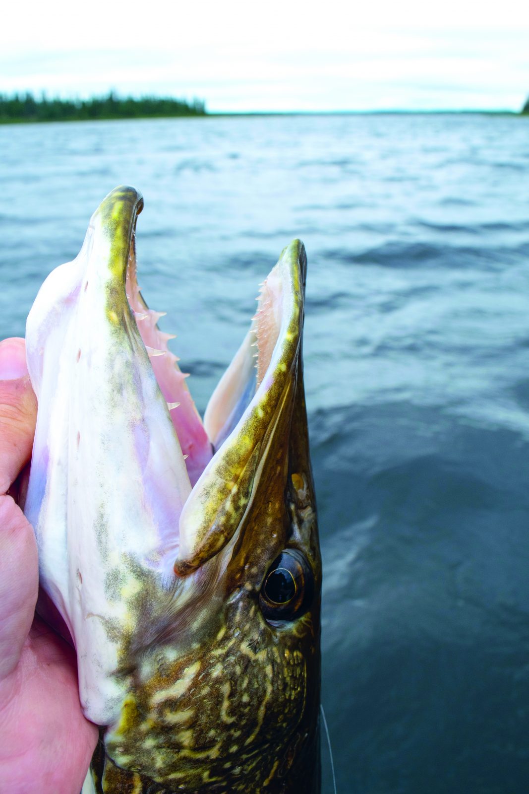 9 Spots for New Jersey Northern Pike - On The Water