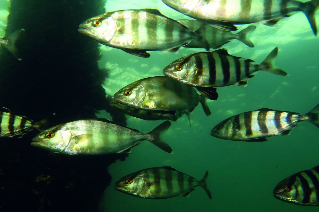 Gulf Stream Riders - On The Water