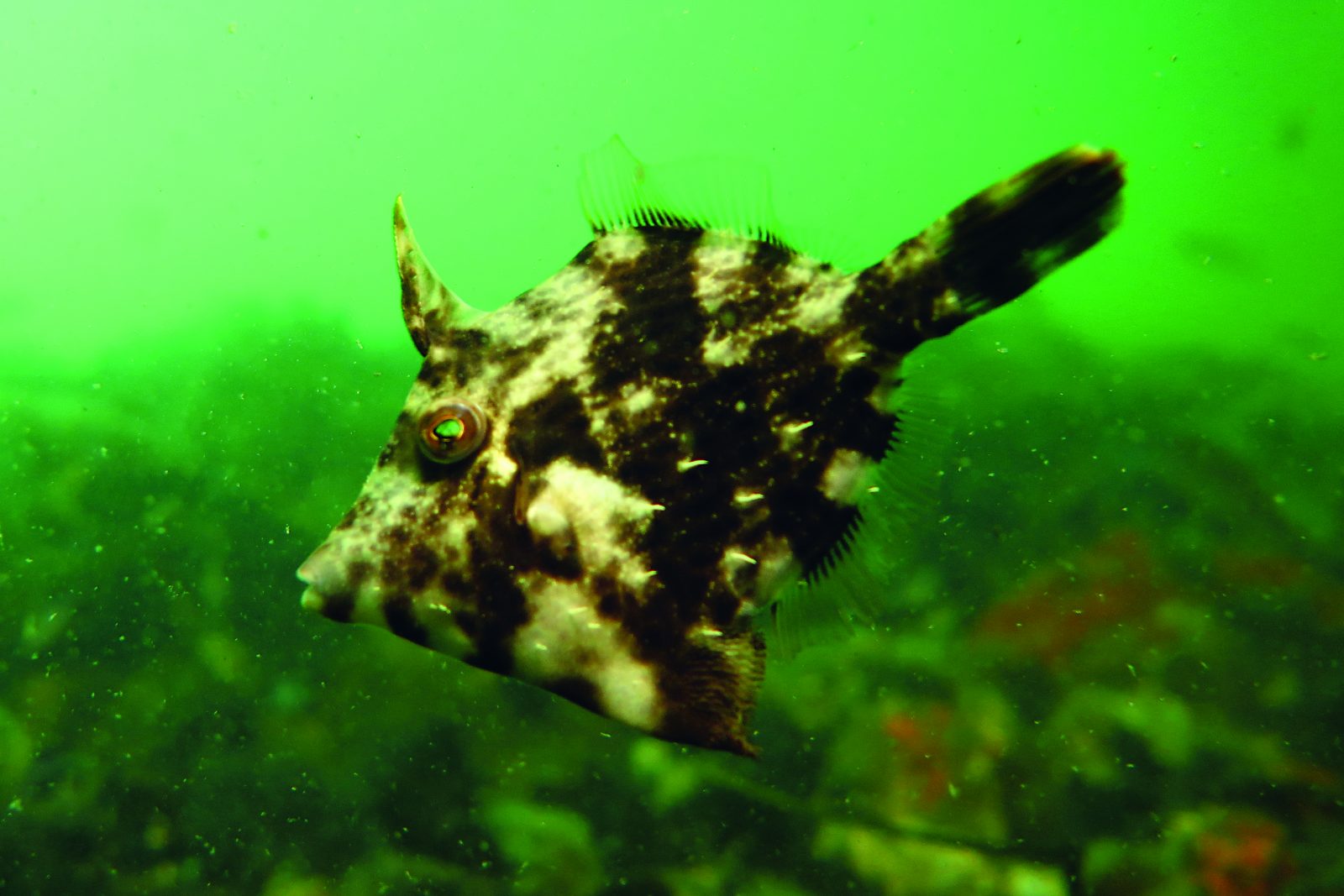 Gulf Stream Riders - On The Water