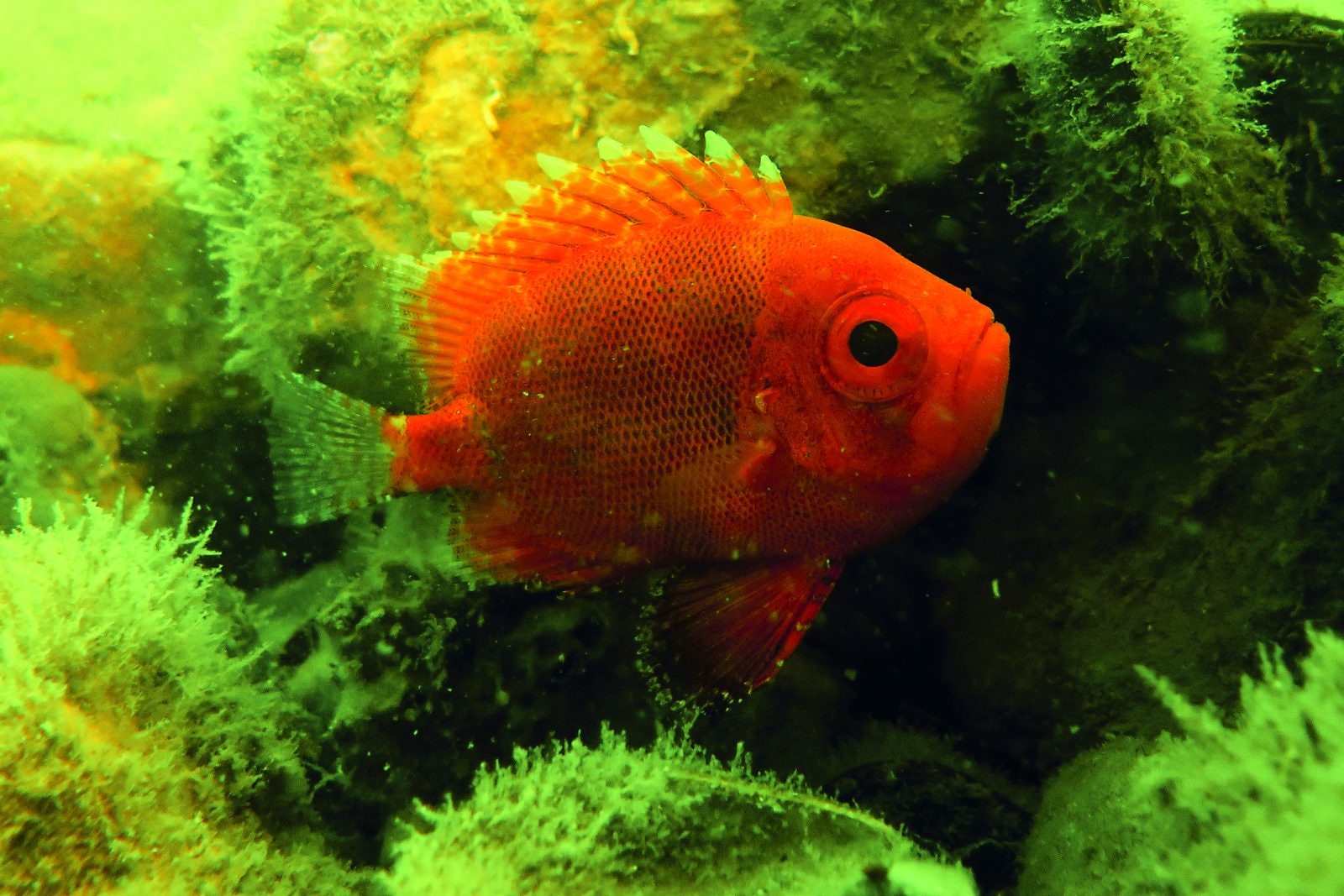 Gulf Stream Riders - On The Water