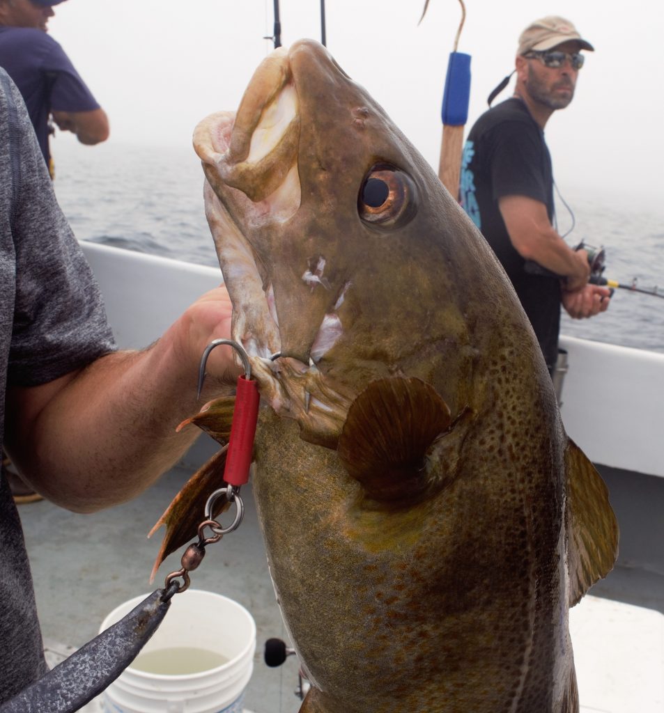 The Best Rig for Haddock Fishing- On The Water