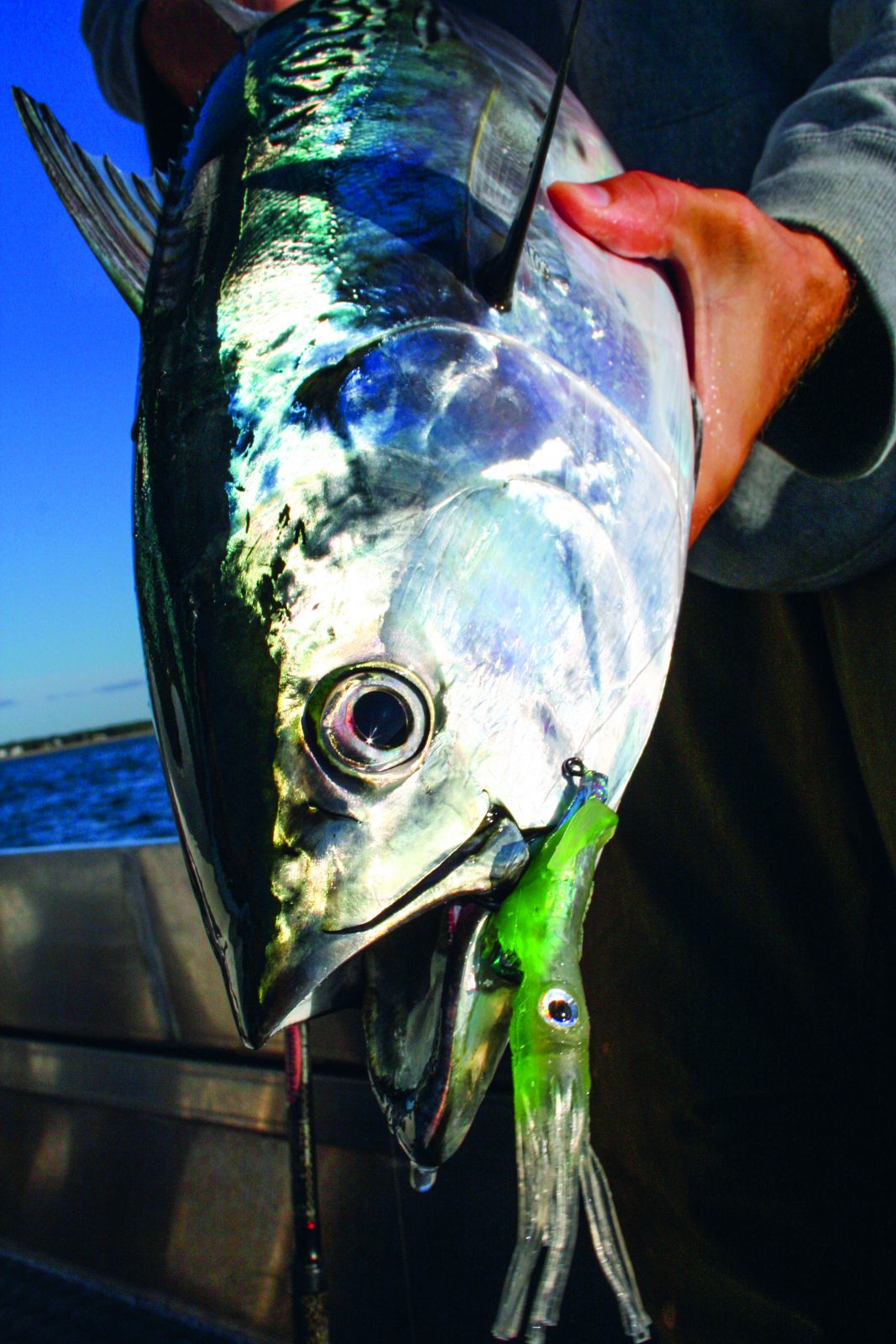 How to Catch False Albacore - On The Water