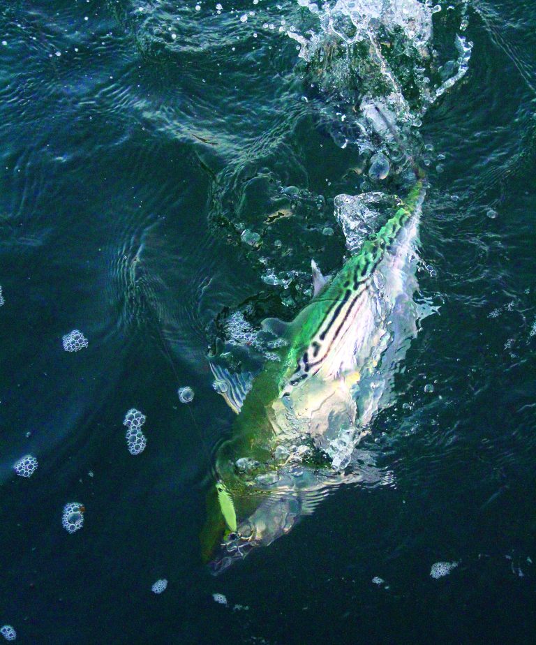 How to Catch More False Albacore - On The Water