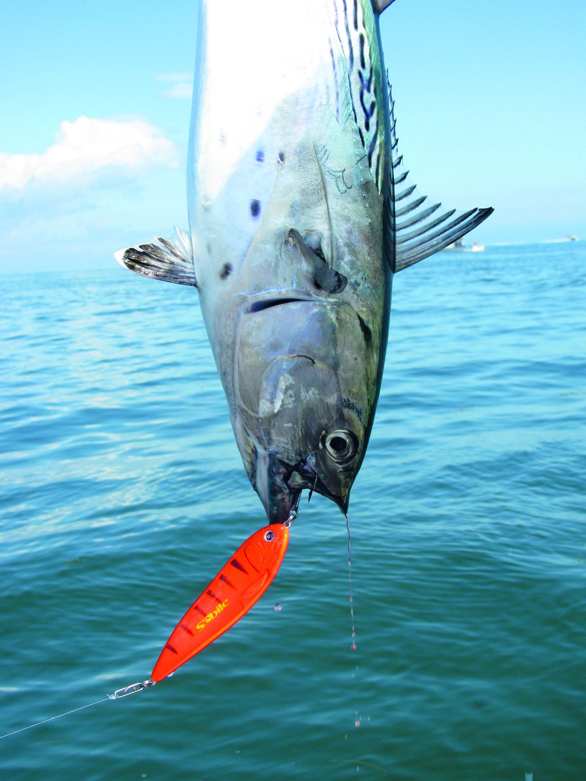 How to Catch False Albacore - On The Water