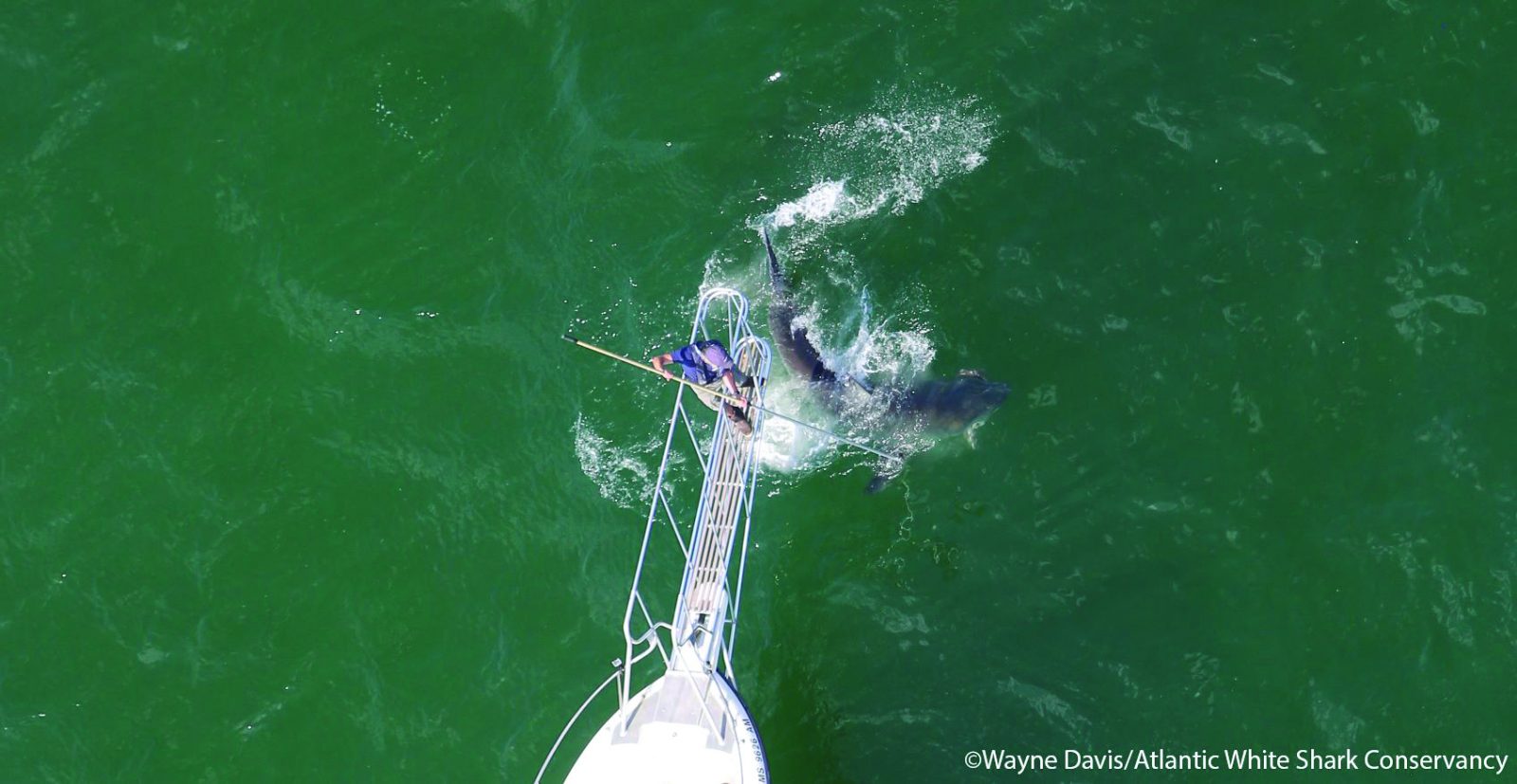 White Sharks on Cape Cod - On The Water