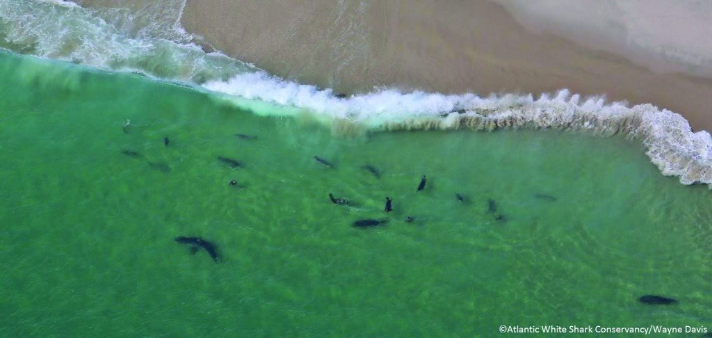 White Sharks on Cape Cod - On The Water
