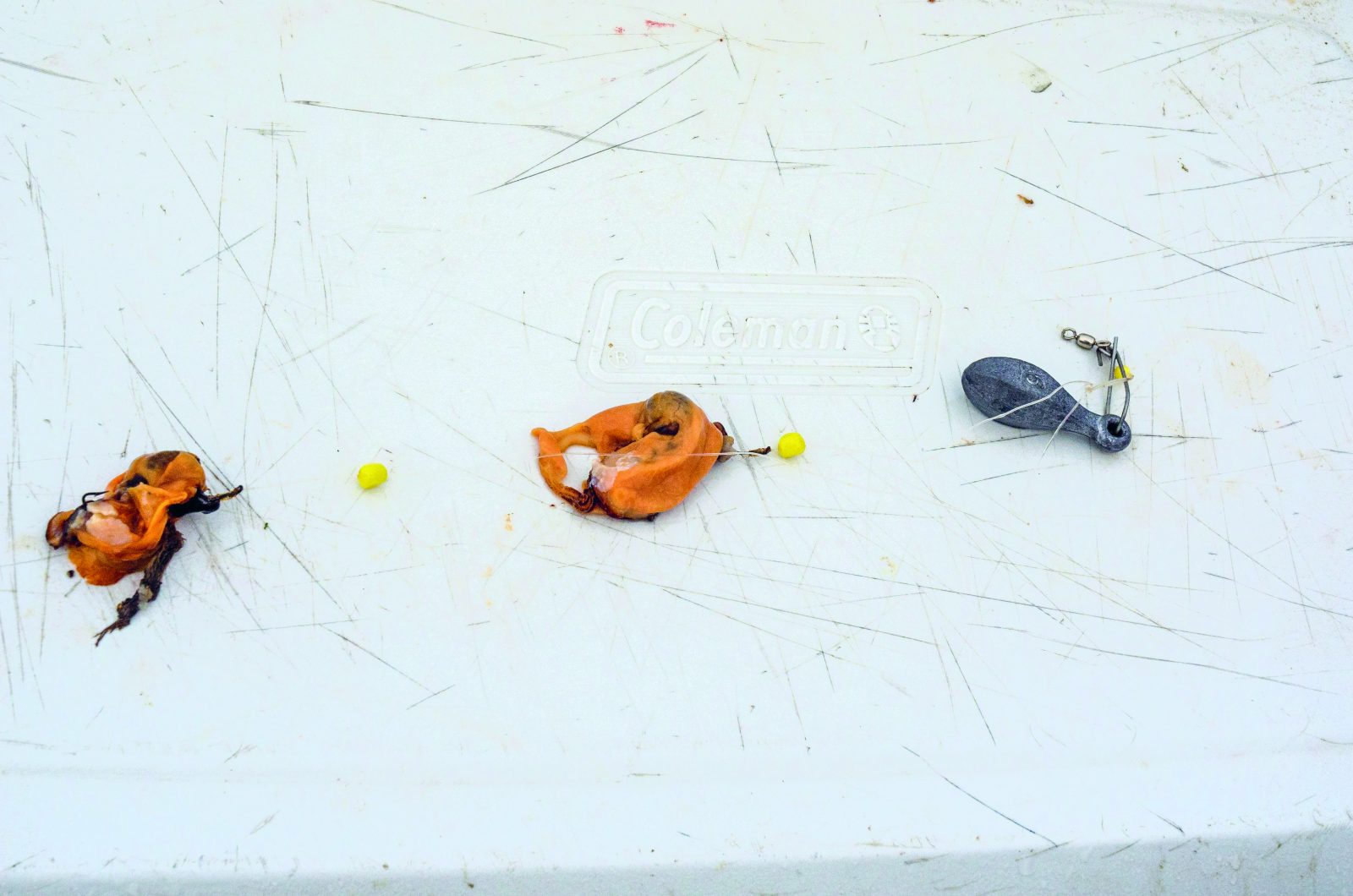 Winter Flounder Fishing on Cape Cod