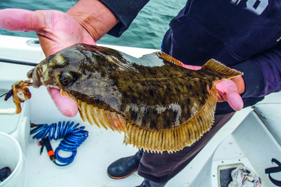 Winter Flounder Facts - On The Water
