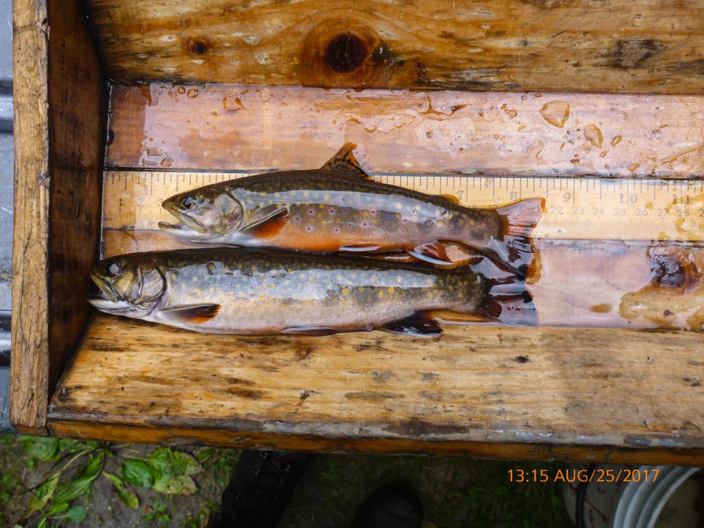 How To Find and Catch Brook Trout - On The Water