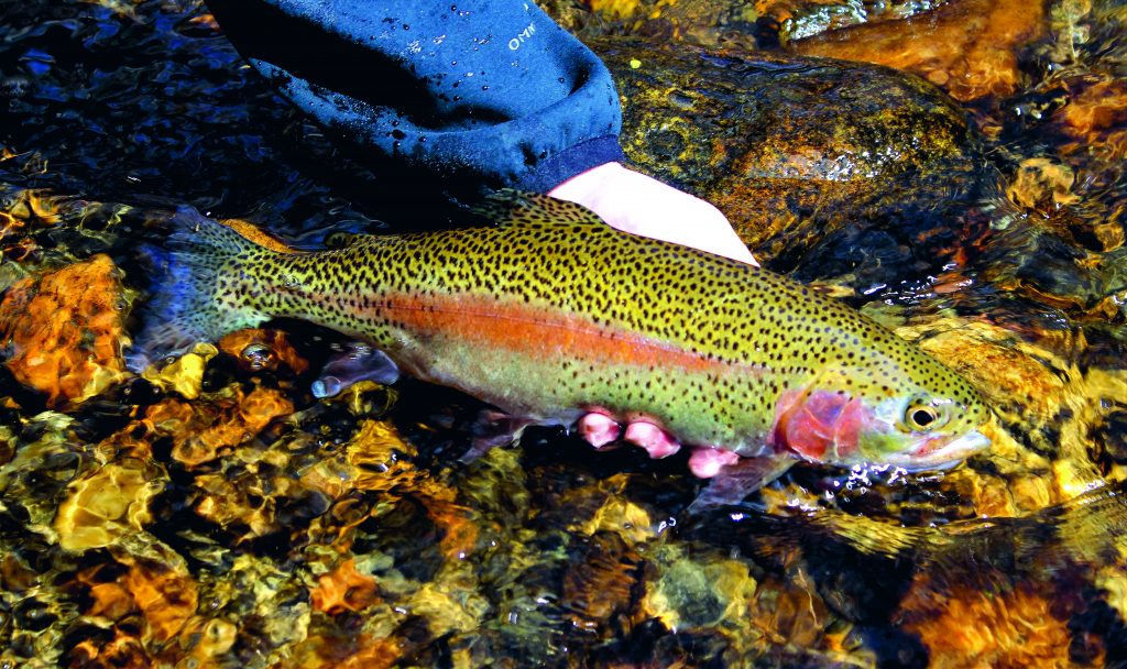 Fishing the Quinebaug River - On The Water