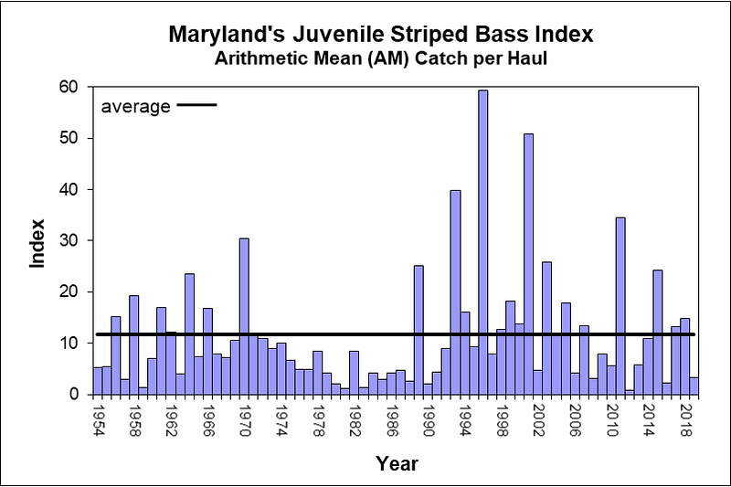 Striped Bass: 2019 Spawn Below Average - On The Water
