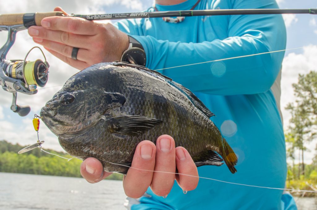 Bluegill Rejuvenation - On The Water