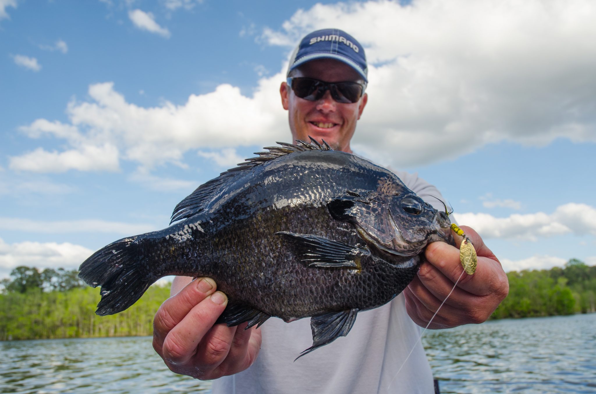 Bluegill Rejuvenation - On The Water