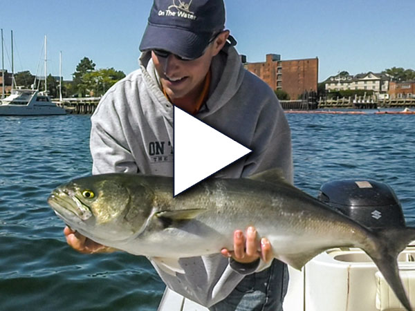 Amazing Bluefish Blitz in Boston Harbor - On The Water